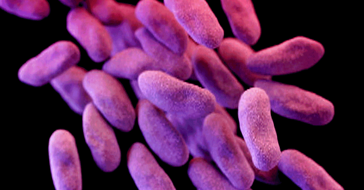 เช็คชื่อแบคทีเรียดื้อยาตัวใหม่ อีโคไล SUPERBUGS มาค่ะ