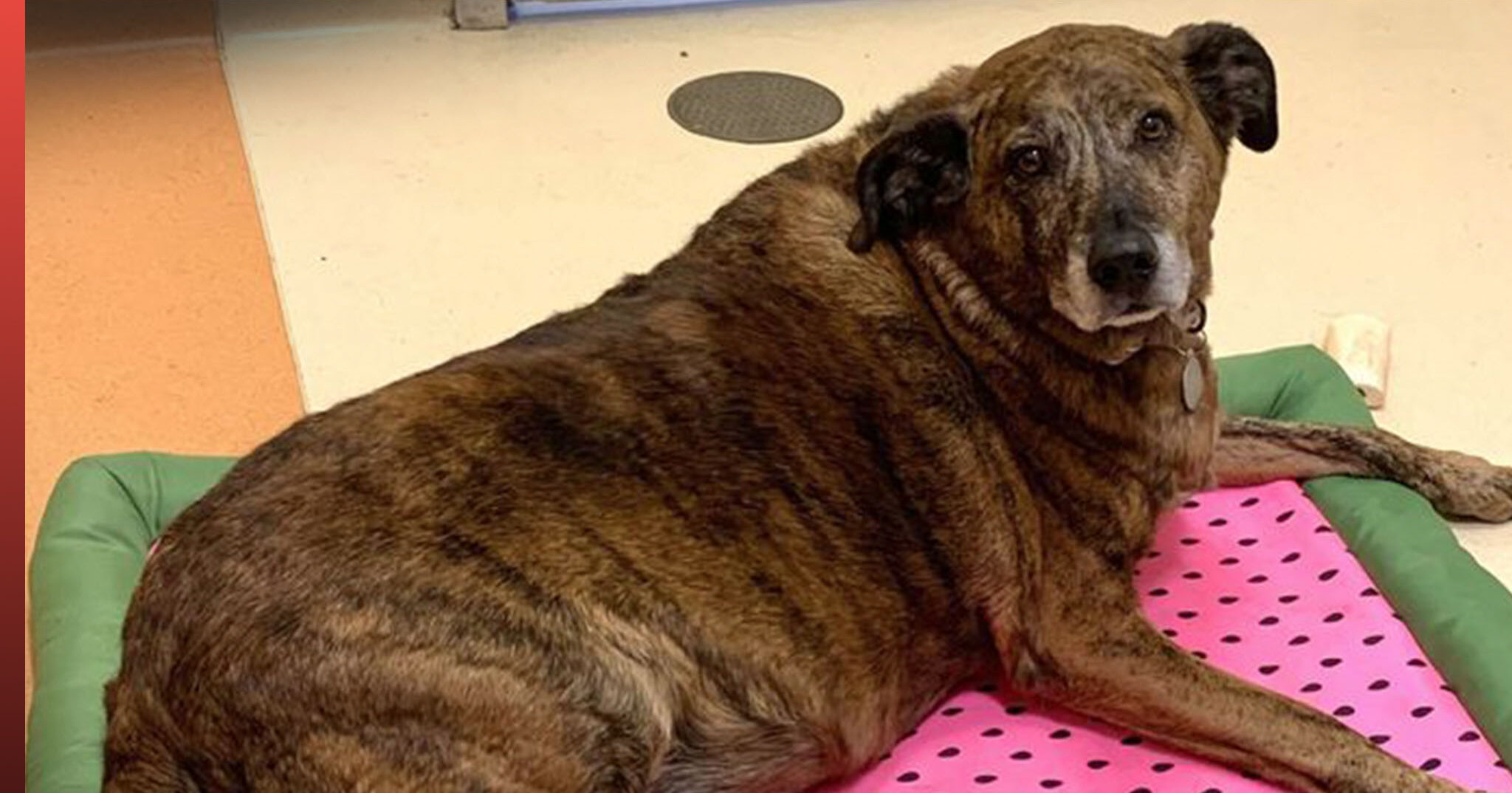 สุนัขนามว่า ‘อาแจ็กซ์’ กำลังมองหาบ้านใหม่อันแสนอบอุ่น หลังมันถูกพบขณะ ...