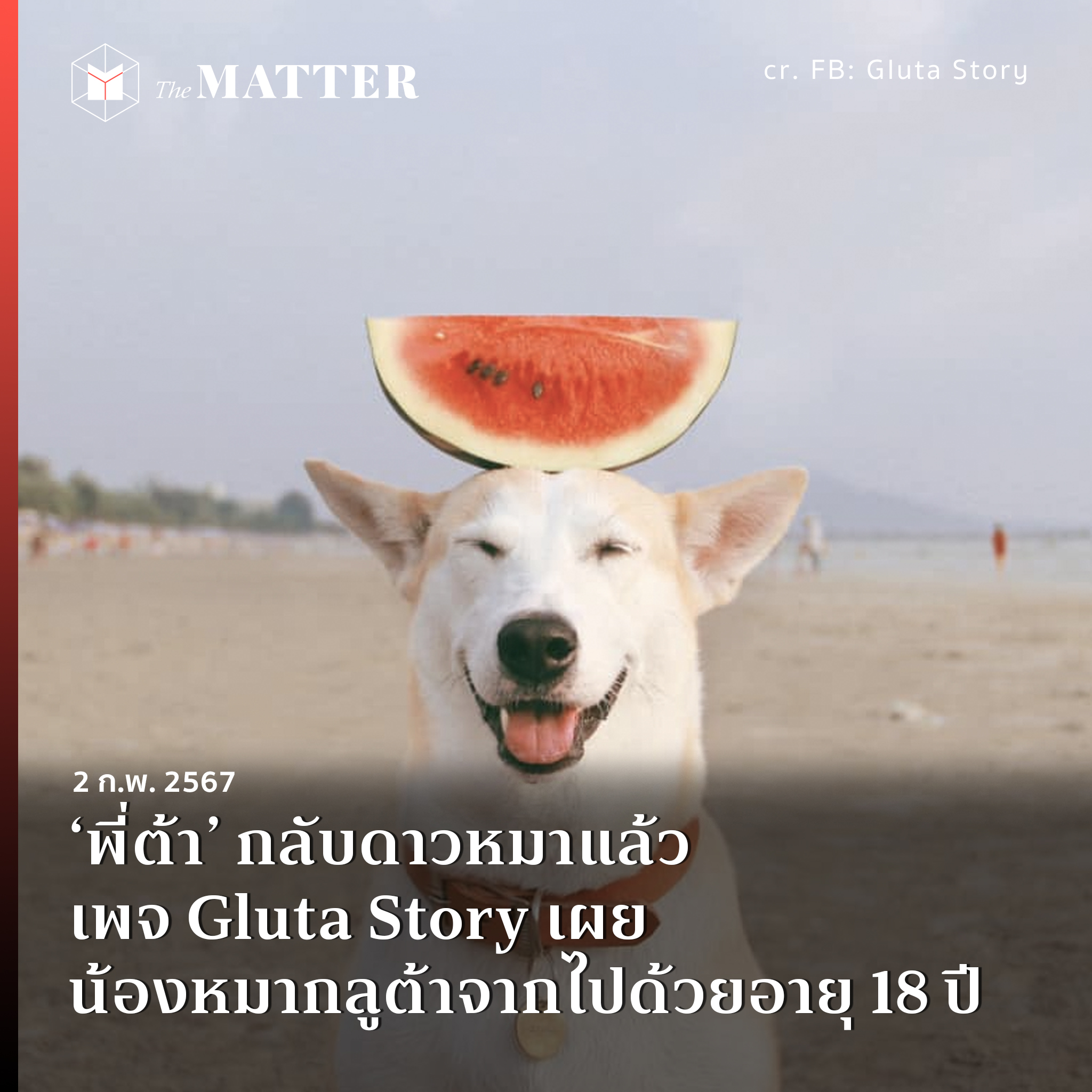 ‘พี่ต้า’ กลับดาวหมาแล้ว เพจ Gluta Story เผย น้องหมากลูต้าจากไปด้วยอายุ ...