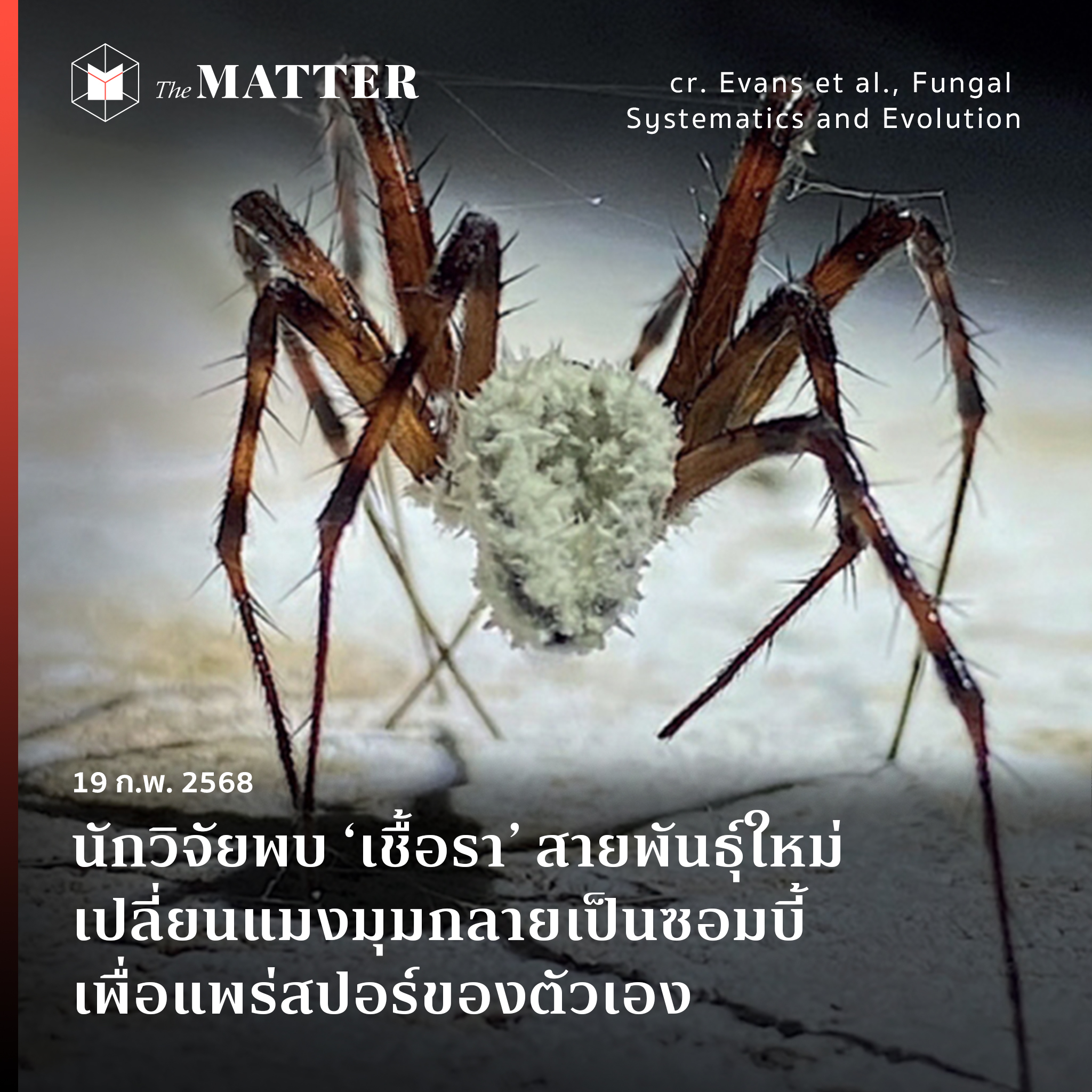 นักวิจัยพบ ‘เชื้อรา’ สายพันธุ์ใหม่ เปลี่ยนแมงมุมกลายเป็นซอมบี้ เพื่อ ...