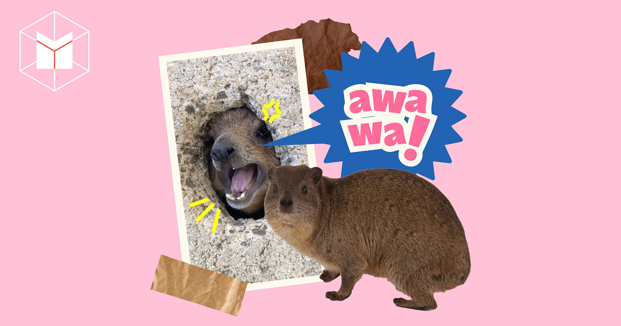 หรือสัตว์ประจำตัวเราจะคือ Awawa? รู้จัก ‘Rock Hyrax’ สิ่งมีชีวิตสุดวีน ...